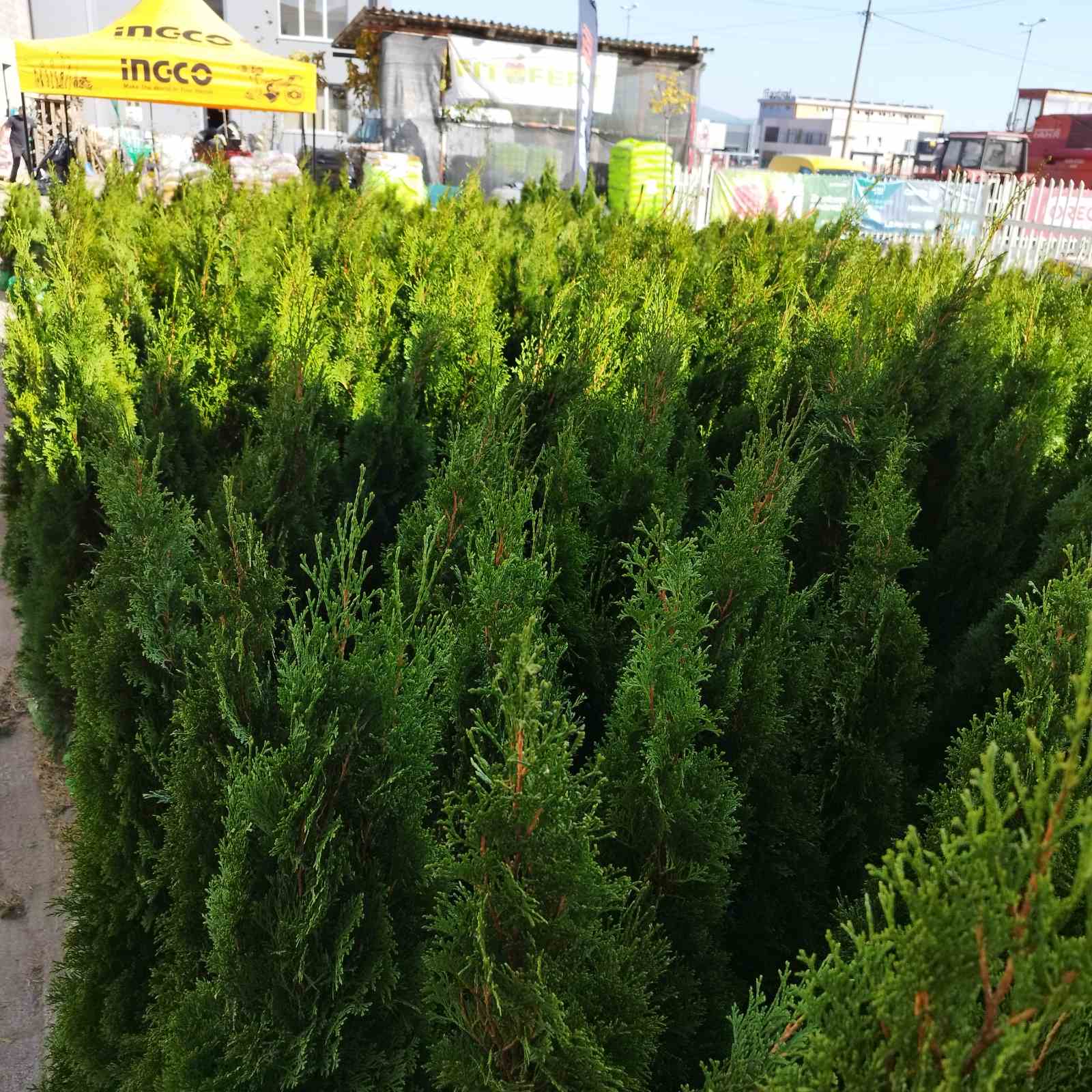 U ponudi Agro-stroja Vitez sadnice smaragdne tuje visine od 100 cm do ...